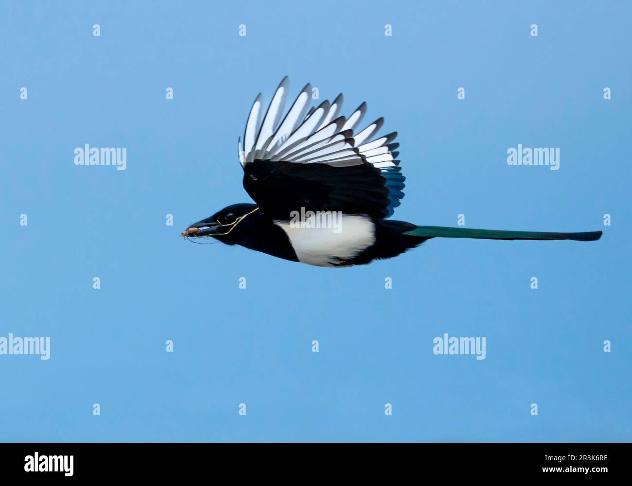 Magpie (Pica pica) inflight with nesting material, England Stock Photo ...