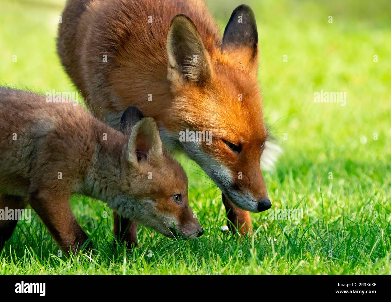 Red fox (Vulpes vulpes) vixen and cub, England Stock Photo - Alamy
