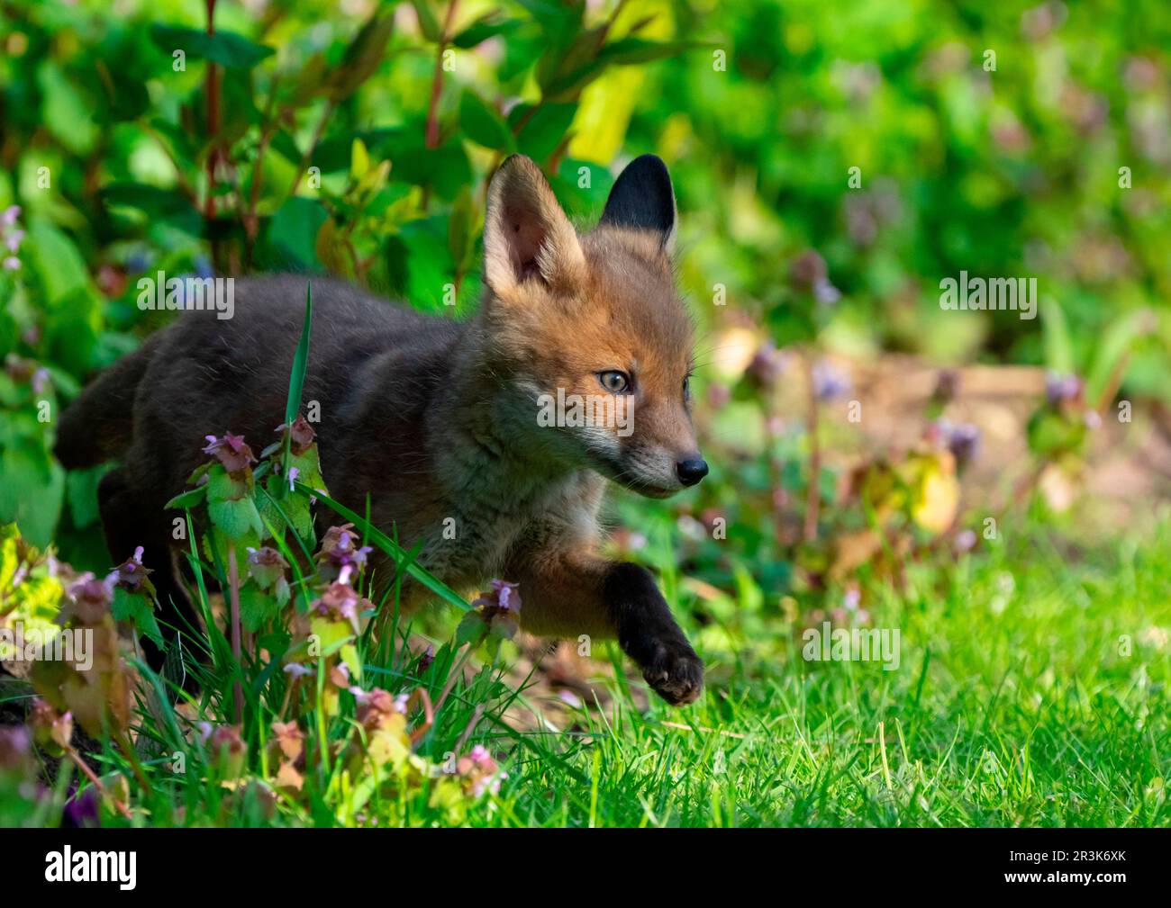 Red fox (Vulpes vulpes) cub running in grass Stock Photo - Alamy