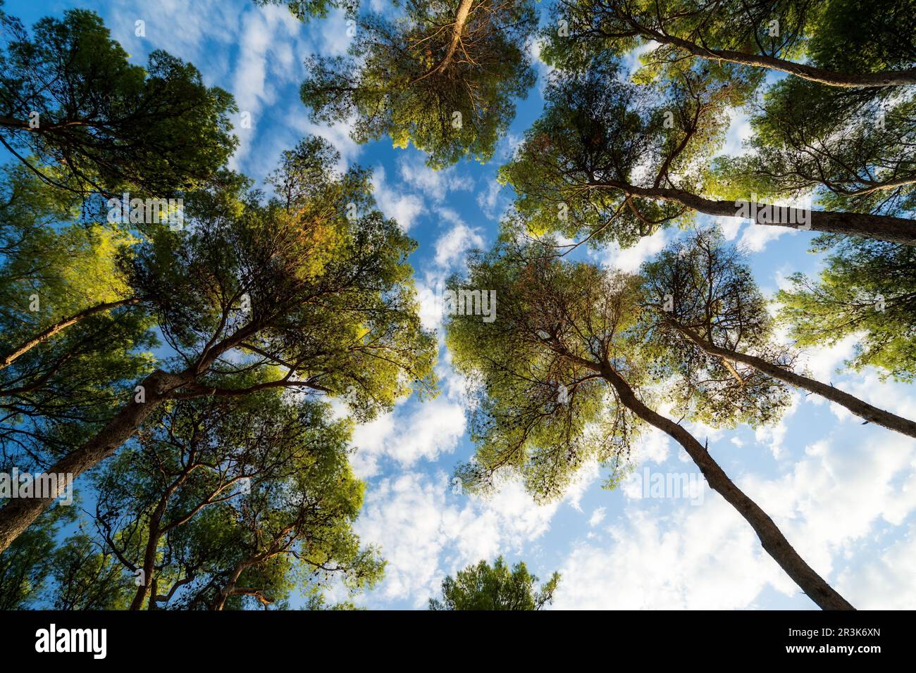 Looking up through trees hi-res stock photography and images - Alamy