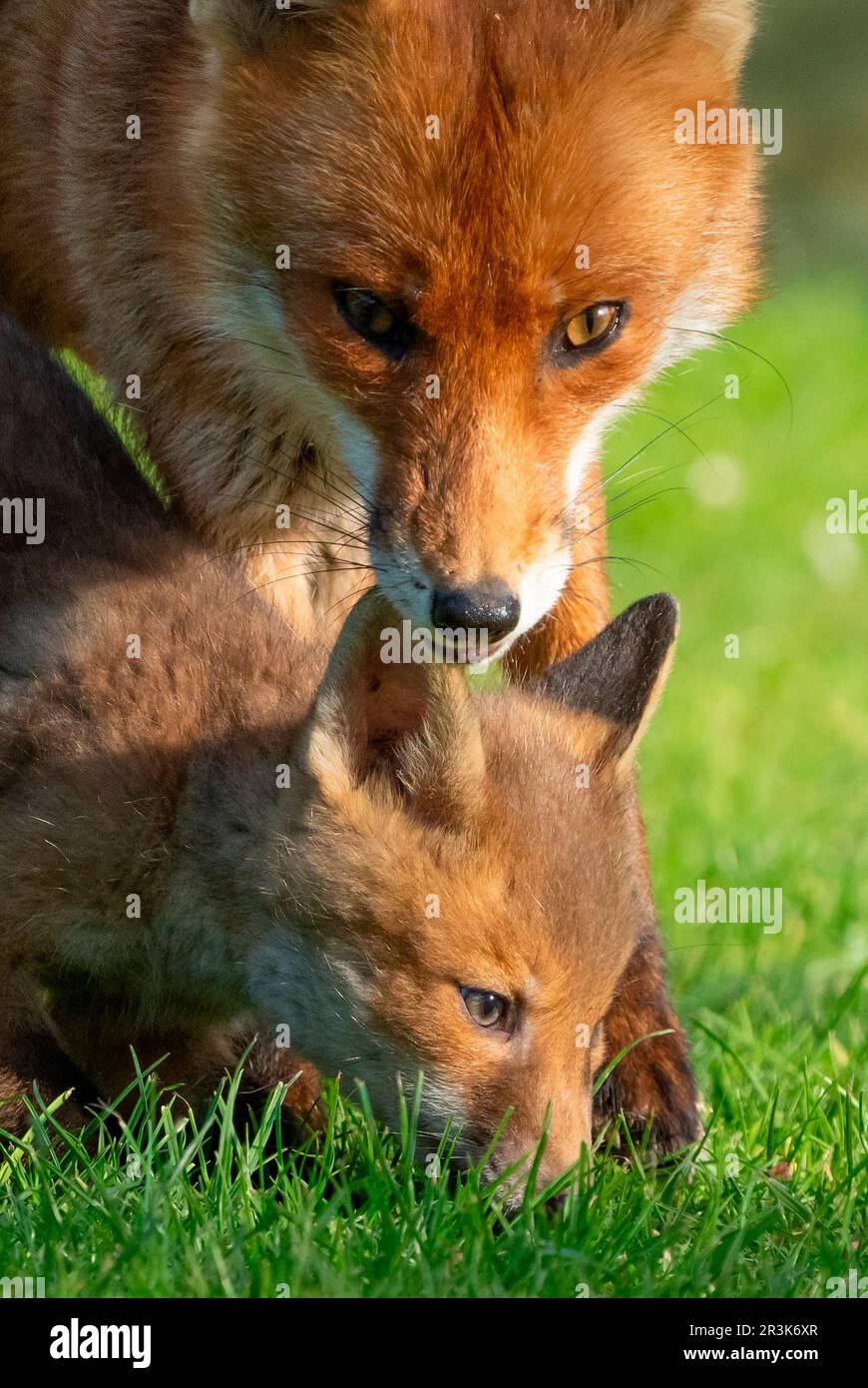 Red fox (Vulpes vulpes) vixen and cub, England Stock Photo - Alamy