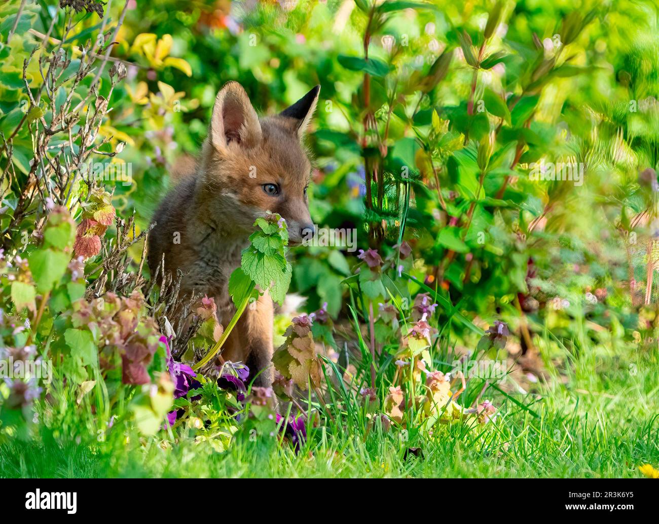 Red fox (Vulpes vulpes) cub, England Stock Photo - Alamy
