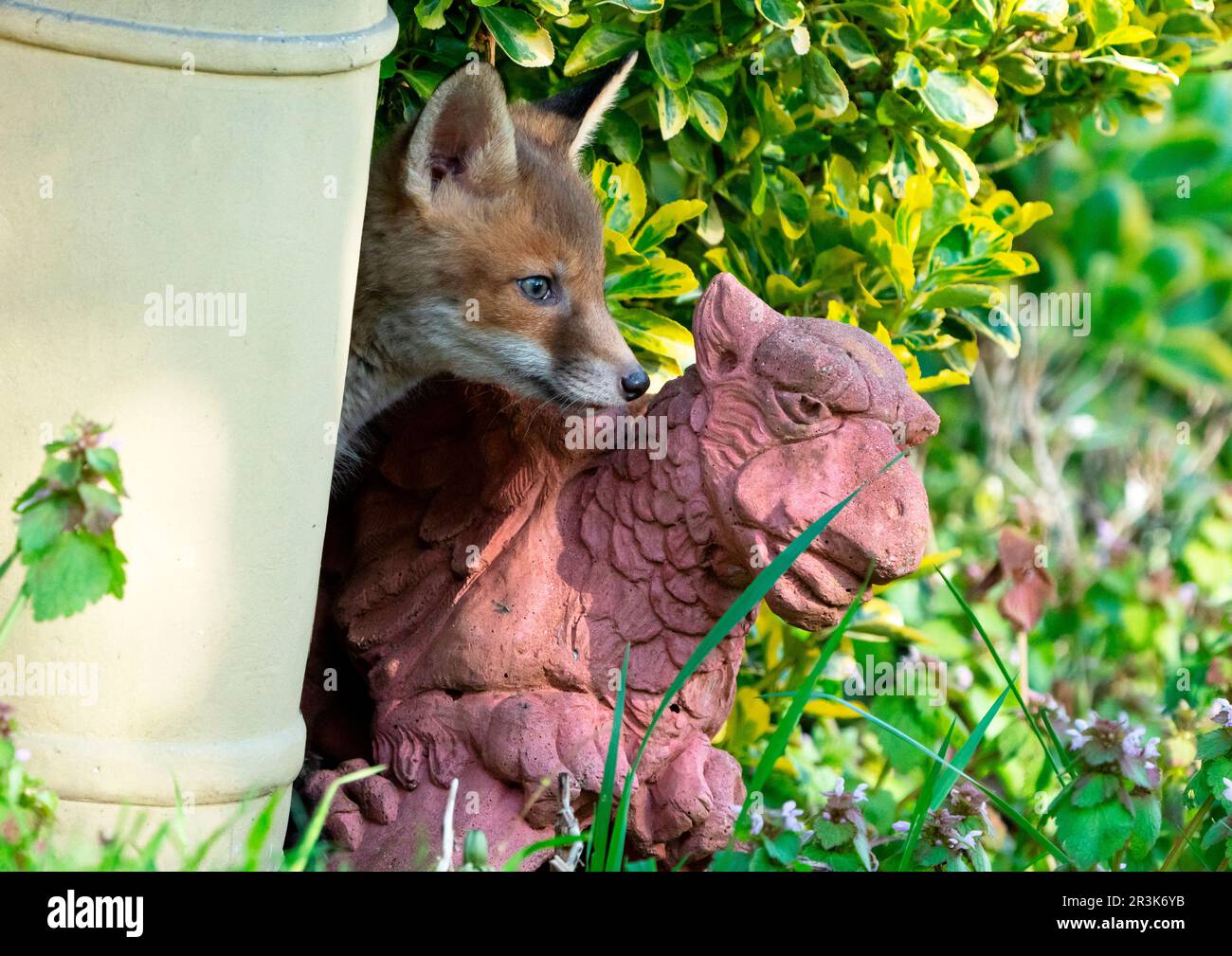 Red fox (Vulpes vulpes) cub, England Stock Photo - Alamy