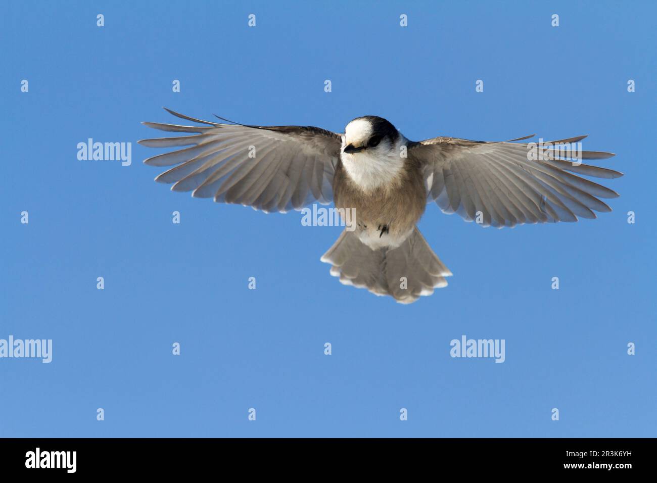Gray Jay (Perisoreus canadensis) in flight against blue sky, Parc ...