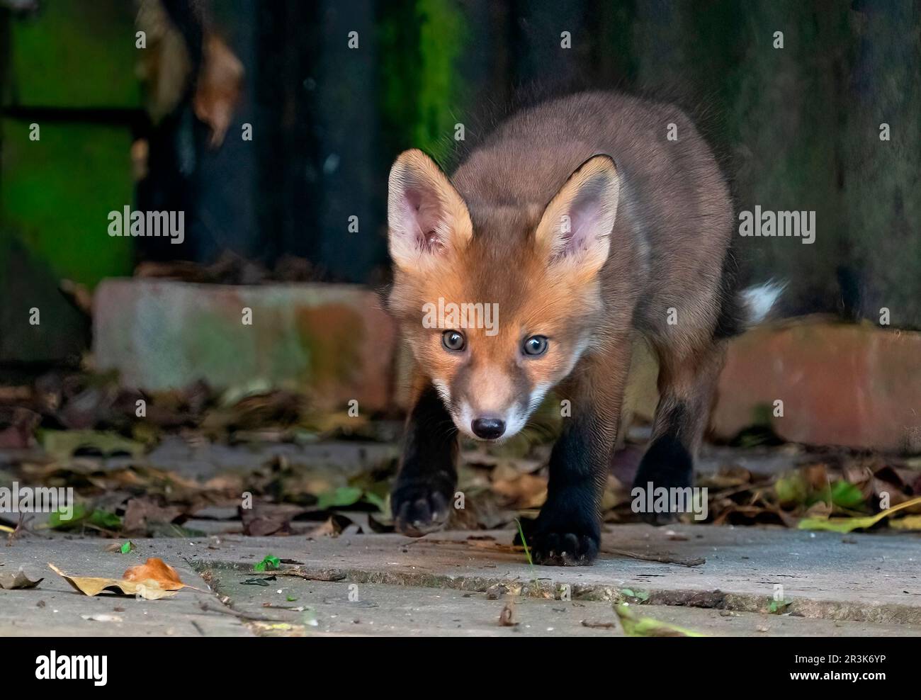 Red fox (Vulpes vulpes) cub, England Stock Photo - Alamy