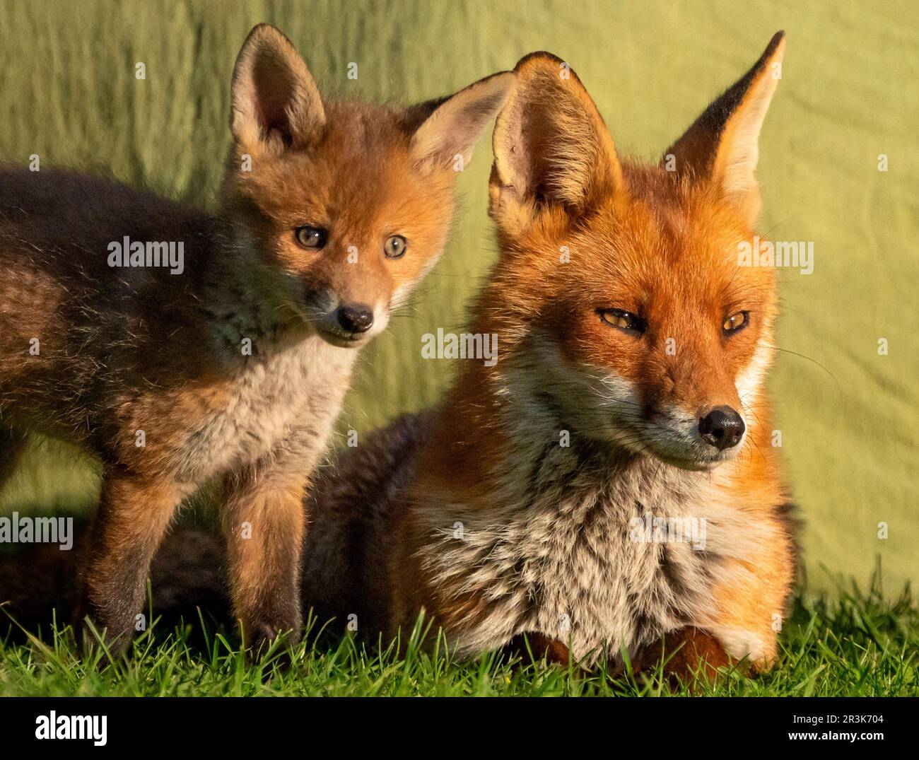 Red fox (Vulpes vulpes) vixen and cub, England Stock Photo - Alamy