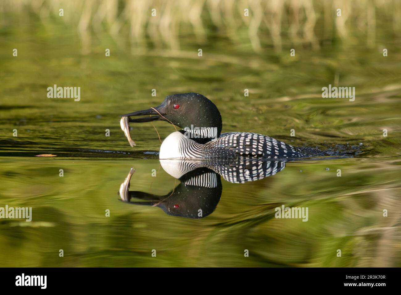 Great northern diver (Gavia immer), adult bringing a fish to feed its ...