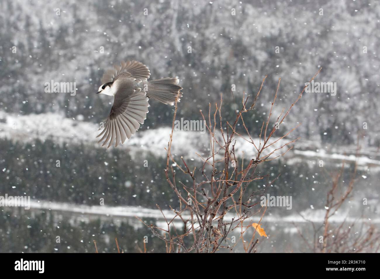 Gray Jay (Perisoreus canadensis) in flight under the snow, Parc ...