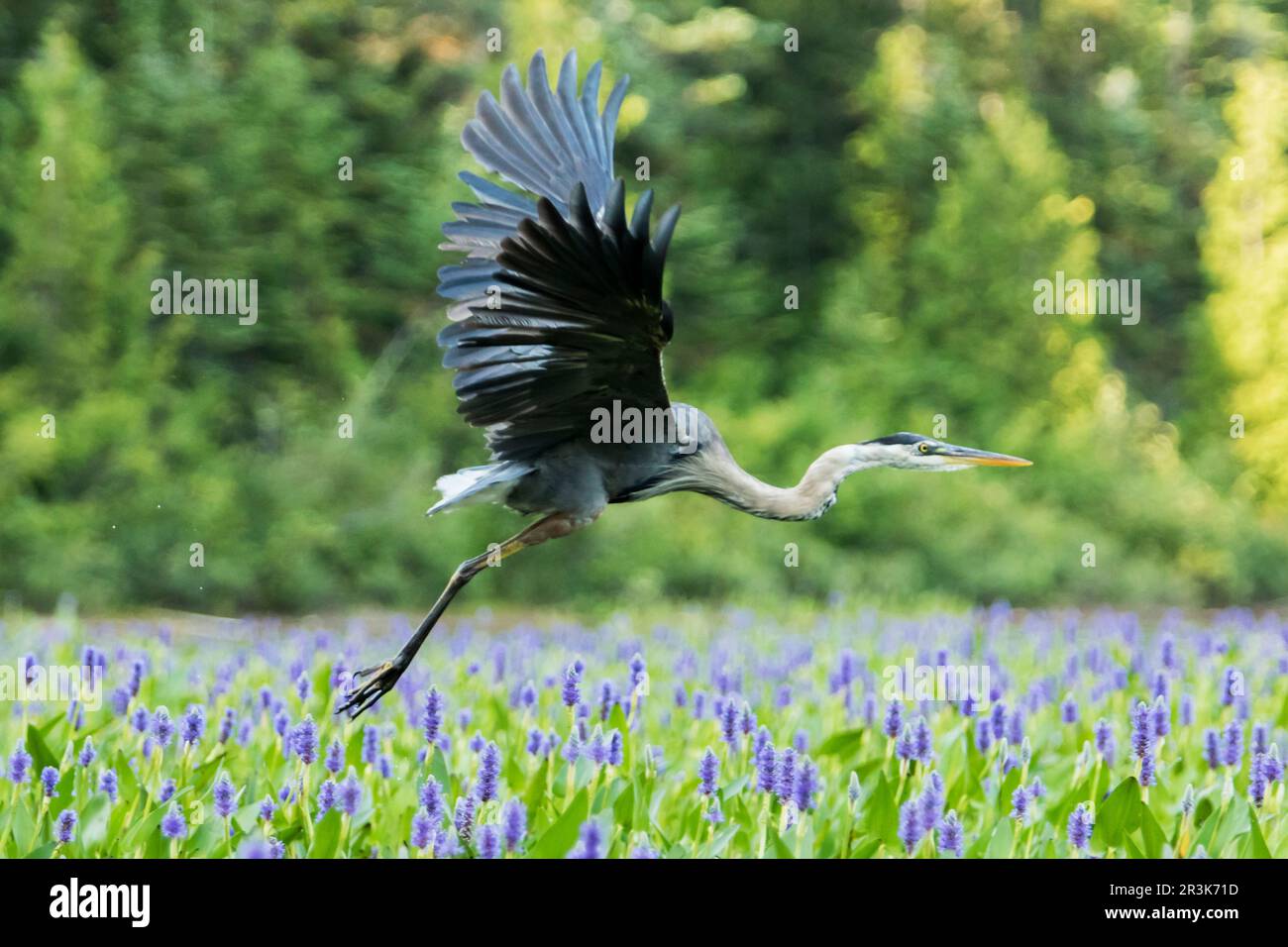 Great Blue Heron (Ardea herodias) in flight over an expanse of ...