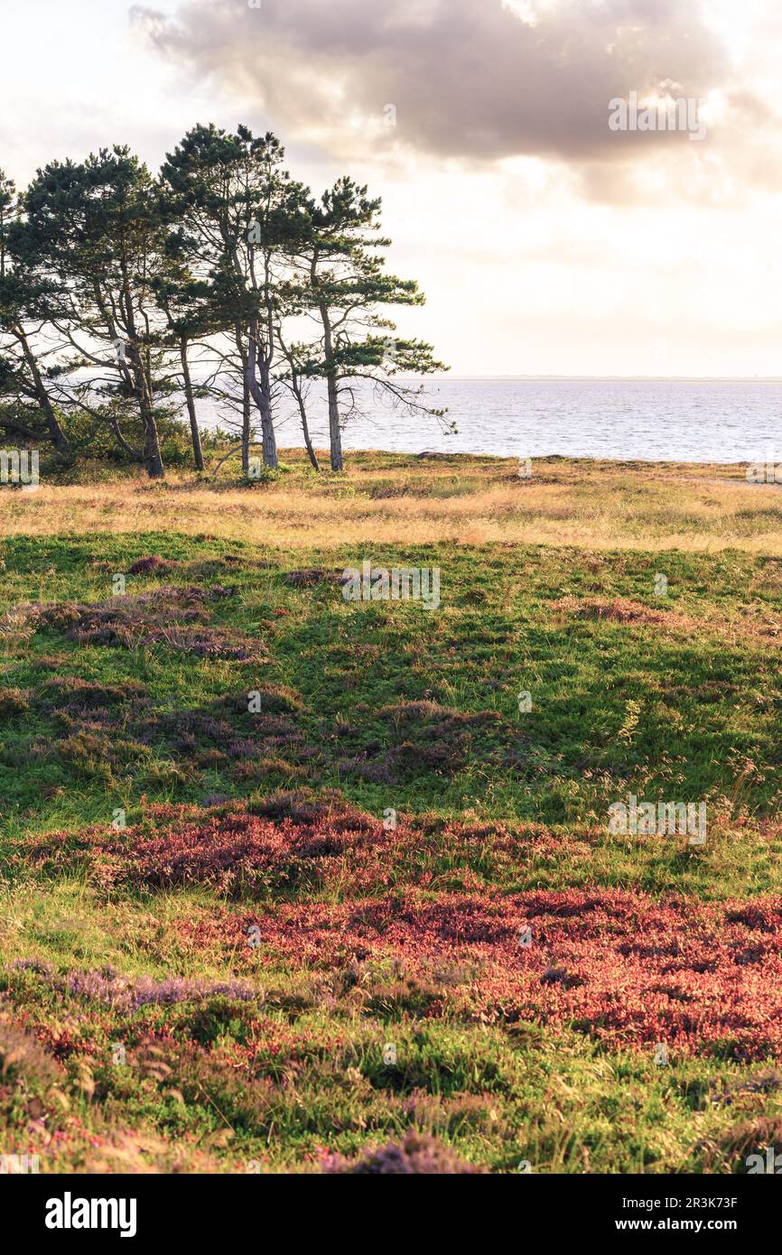 RingkÃ¸bing Fjord shore at sunset with lake, trees and grass Stock ...