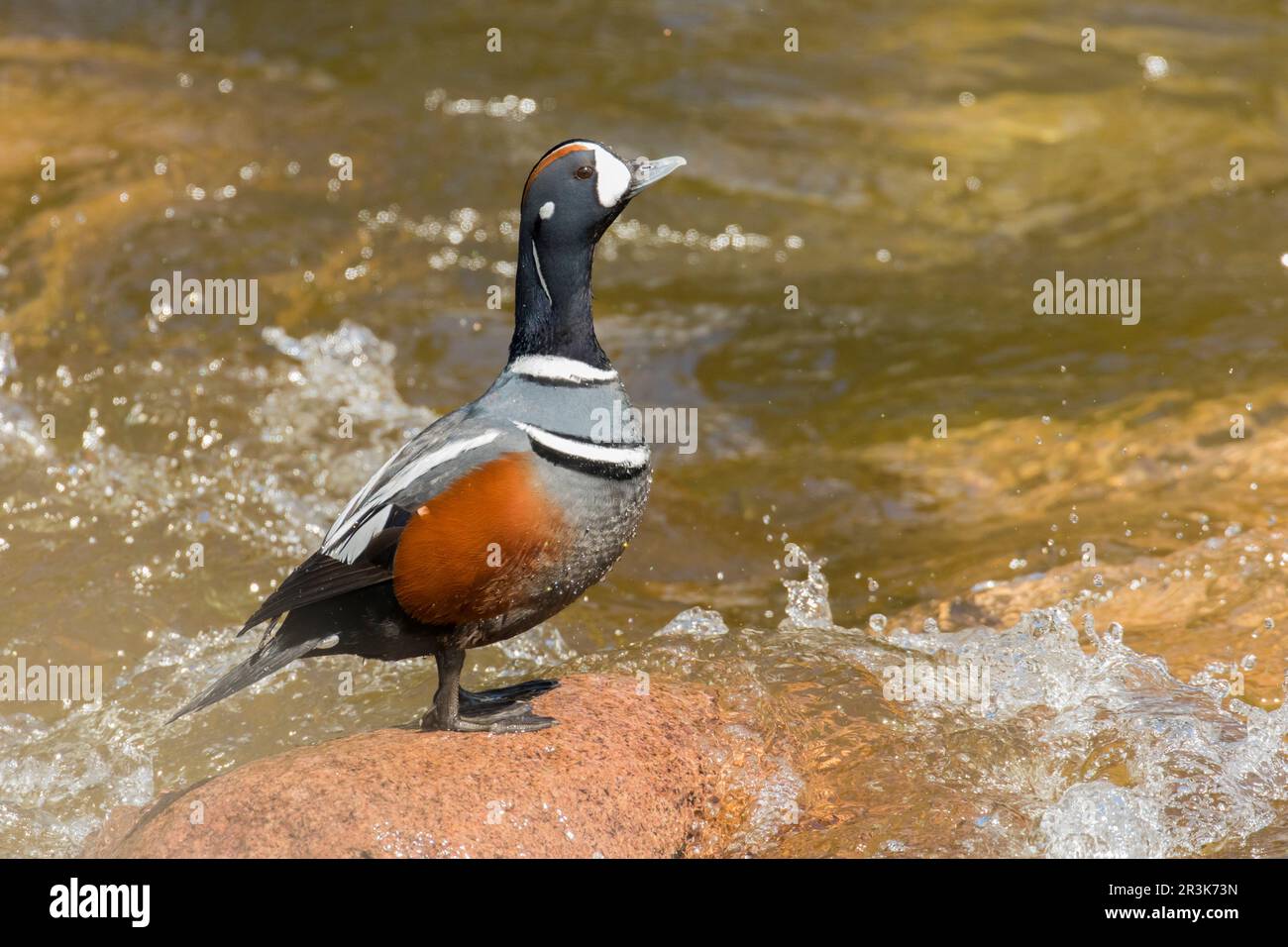 Harlequin Duck (Histrionicus histrionicus), male standing on a rock in ...