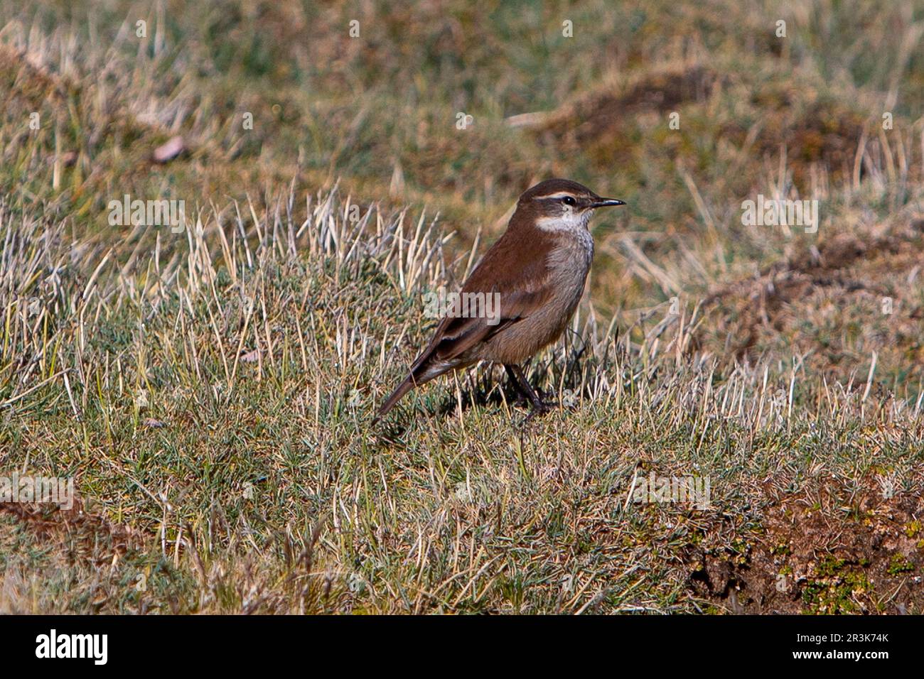 Bar-winged Cinclodes (Cinclodes fuscus) on ground, Altiplano, San Pedro ...