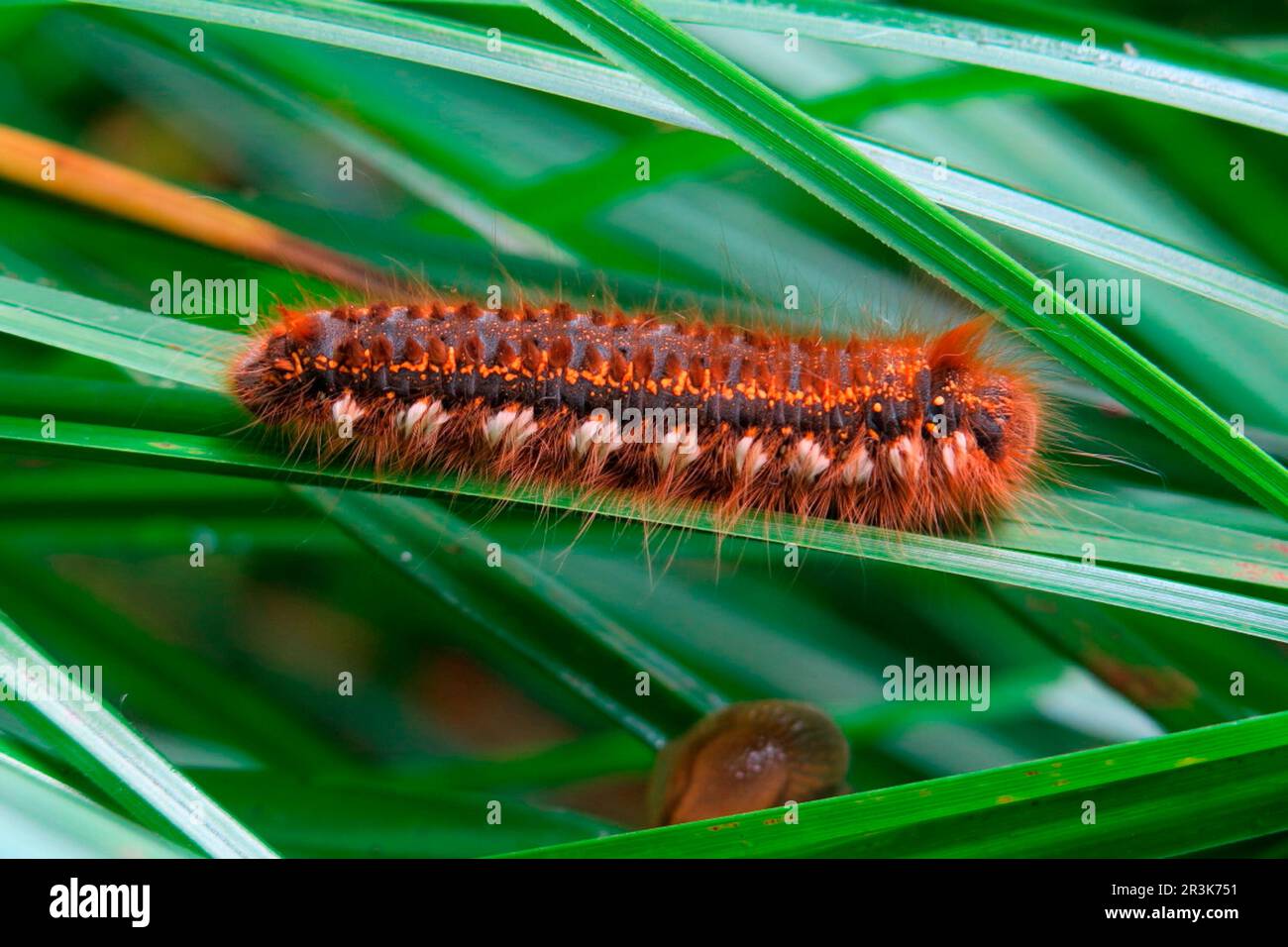 Drinker moth (Euthrix potatoria) caterpillar Stock Photo - Alamy