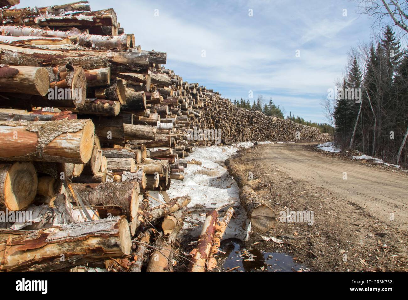 Pile of logs along a forest road. Saint Mathieu du Parc, Quebec, Canada ...