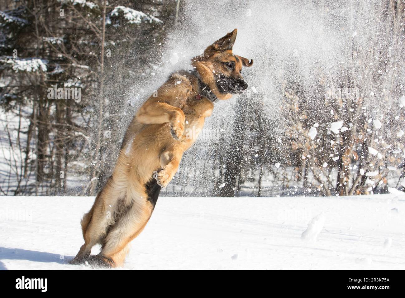 German Shepherd Dog playing with snow, Saint Mathieu du Parc, Quebec ...