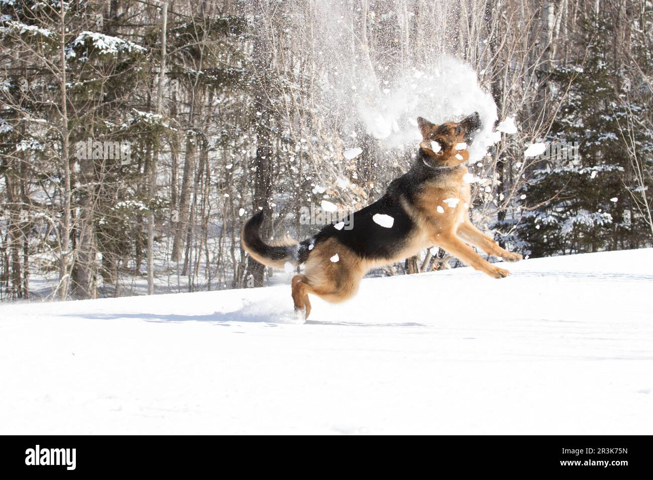 German Shepherd Dog playing with snow, Saint Mathieu du Parc, Quebec ...