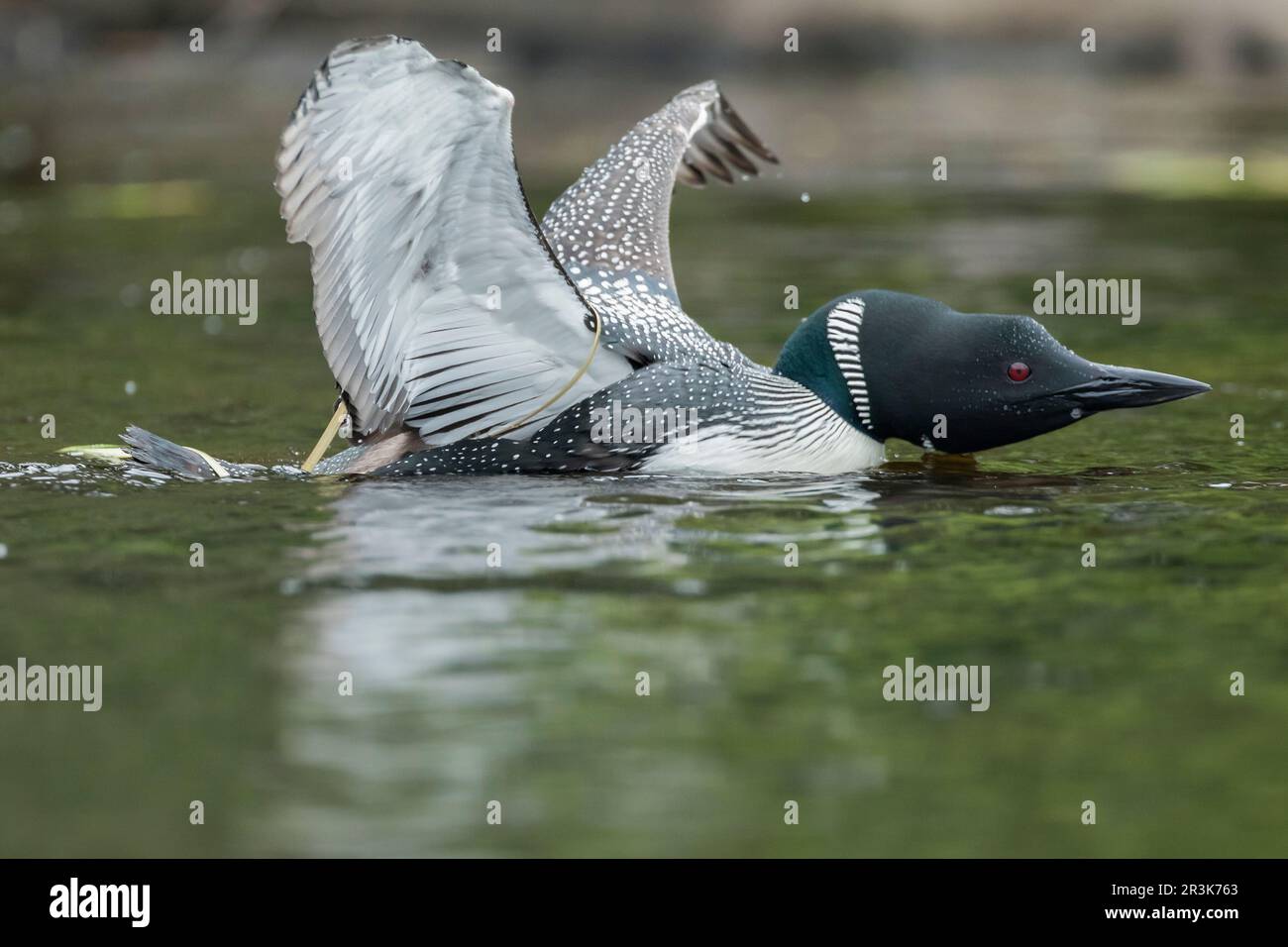 Great northern diver (Gavia immer) in an aggressive posture. La ...