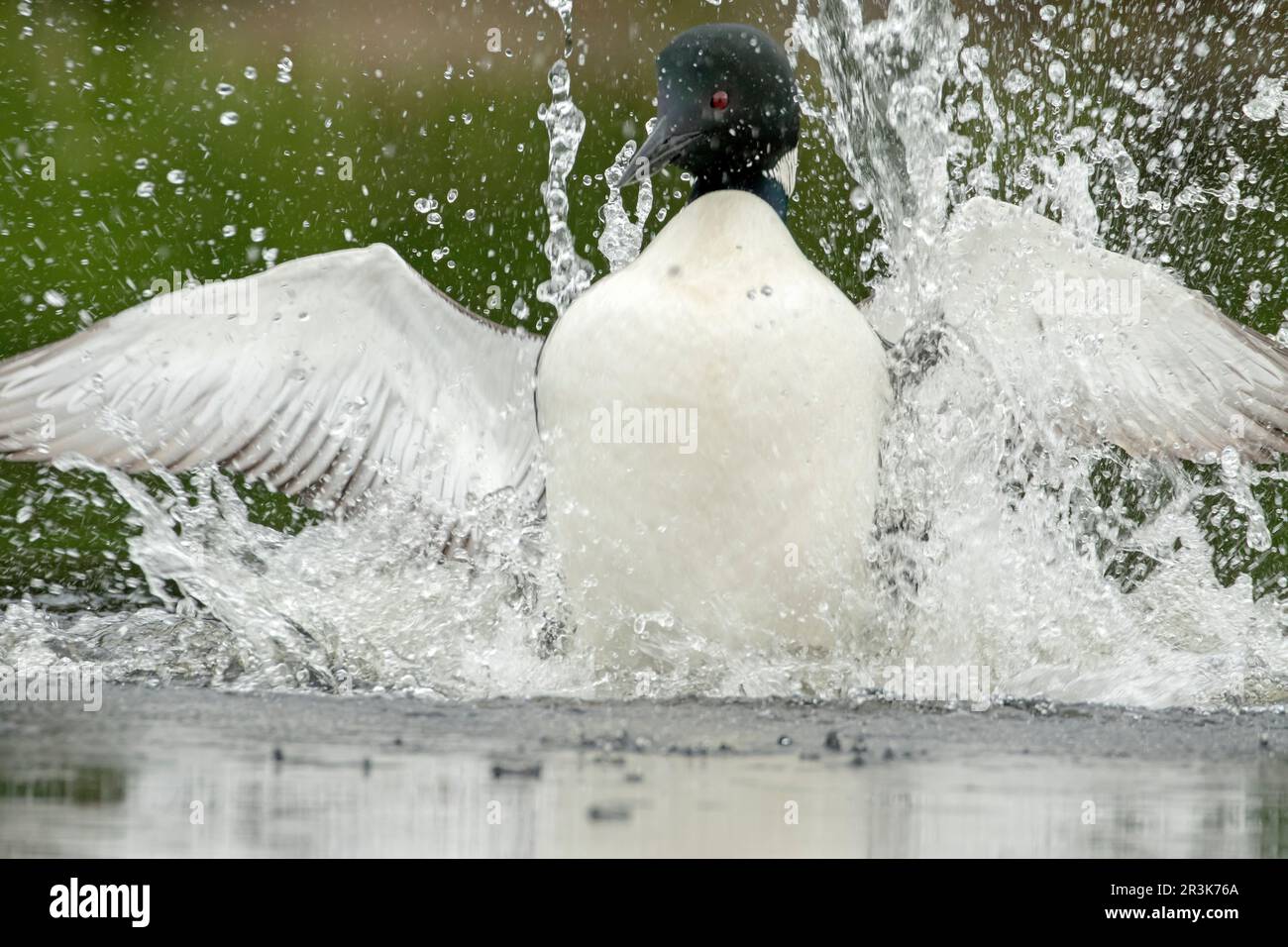 Great northern diver (Gavia immer) in an aggressive posture. La ...