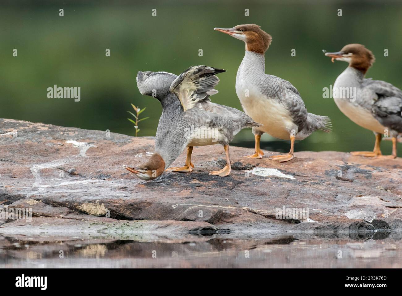 Goosanders (Mergus merganser) juvenile on a rock with other mergansers ...