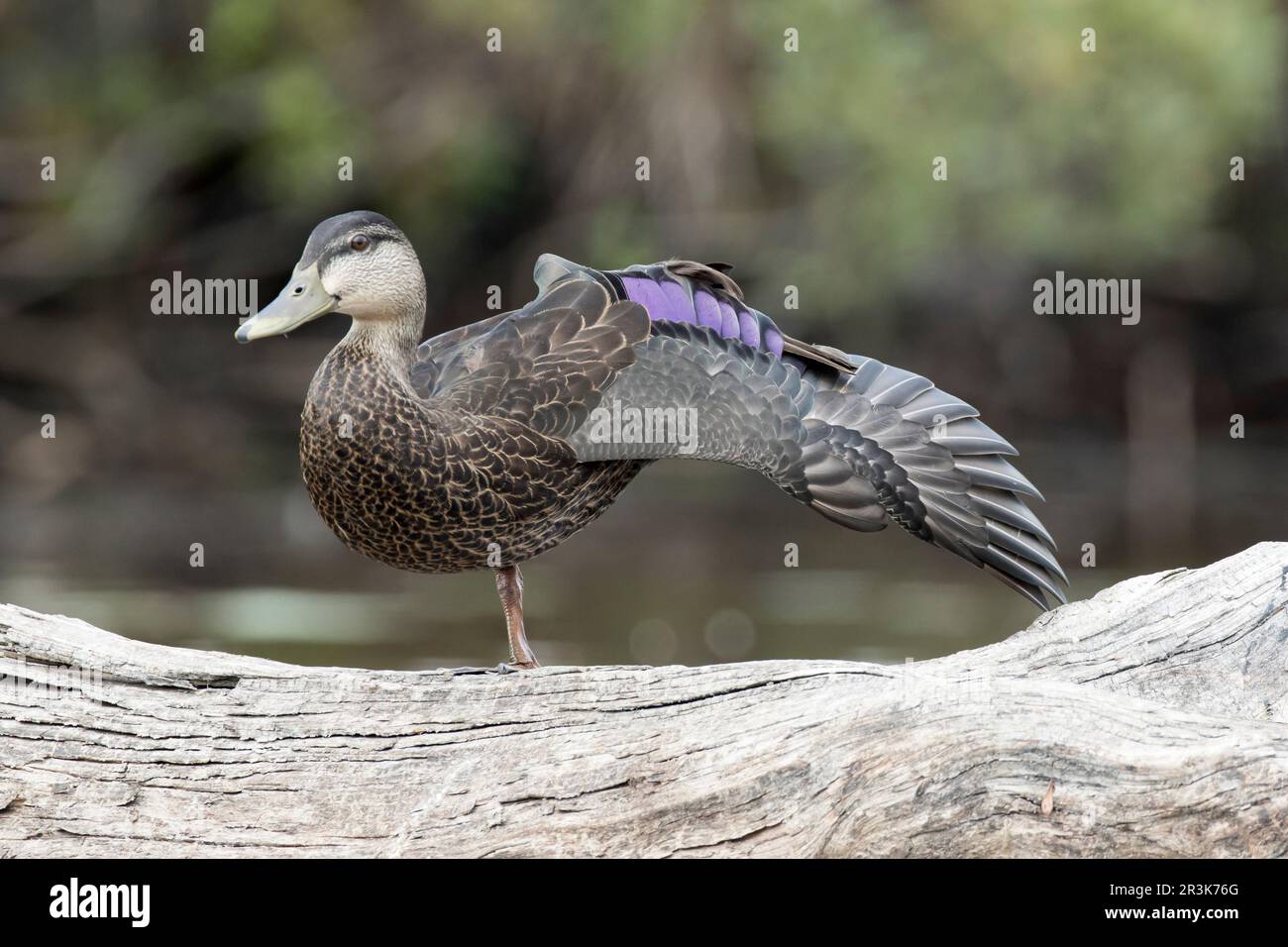 American Black Duck (Anas rubripes) female stretching her wings. La ...