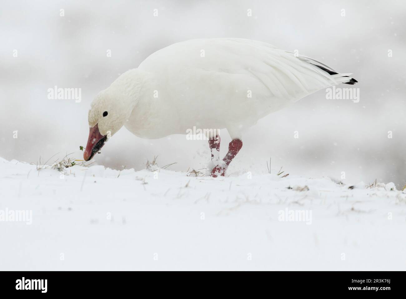 Snow goose (Anser caerulescens) feeding on grass after a snowfall ...
