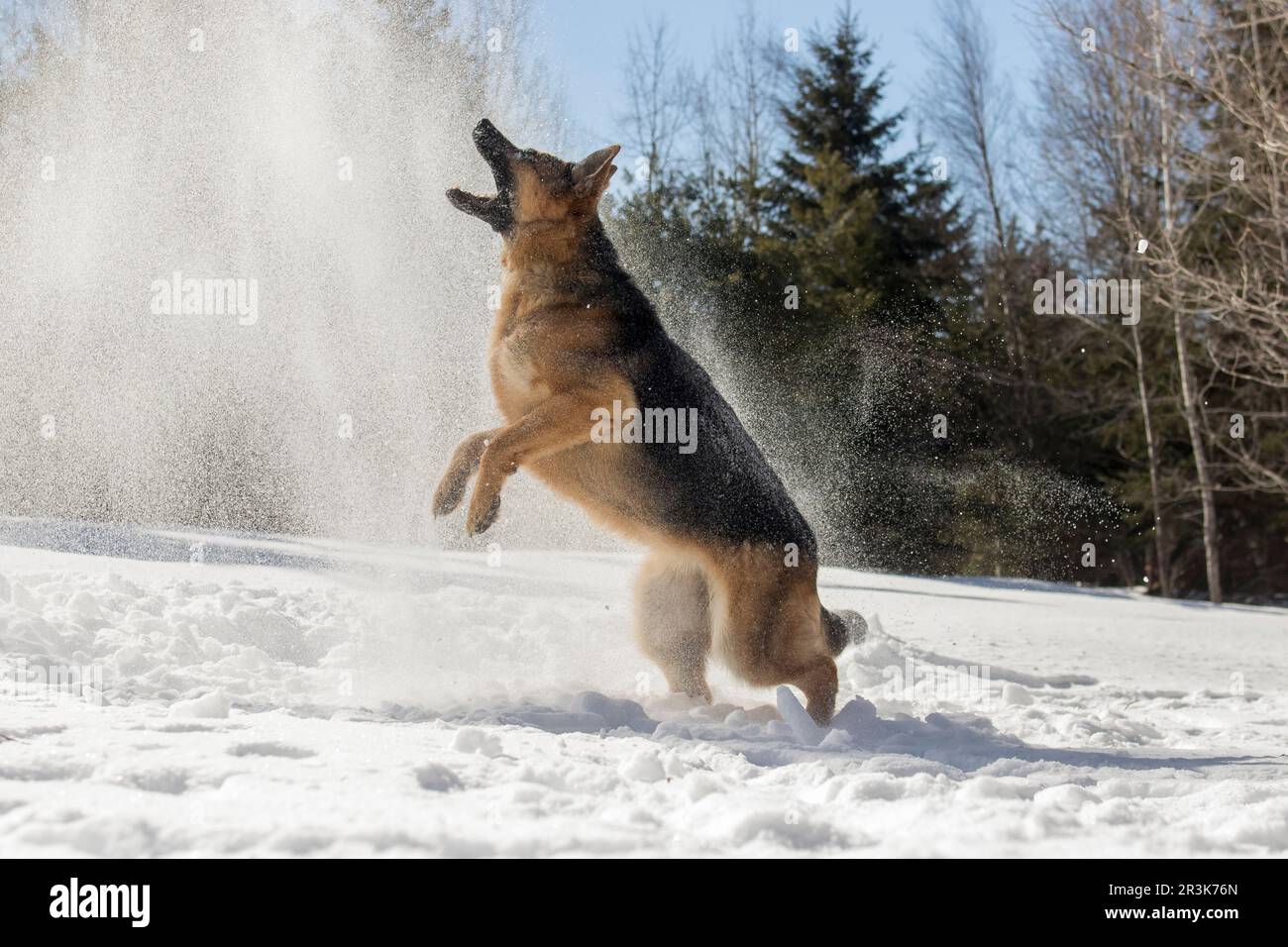 German Shepherd Dog playing with snow, Saint Mathieu du Parc, Quebec ...