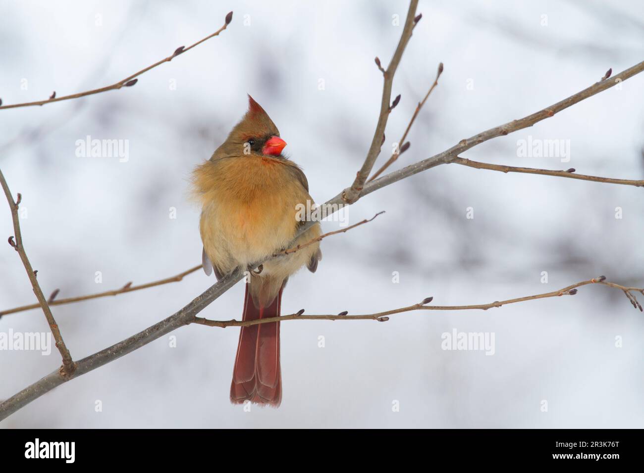Northern Cardinal (Cardinalis cardinalis) female on a branch, Mauricie ...