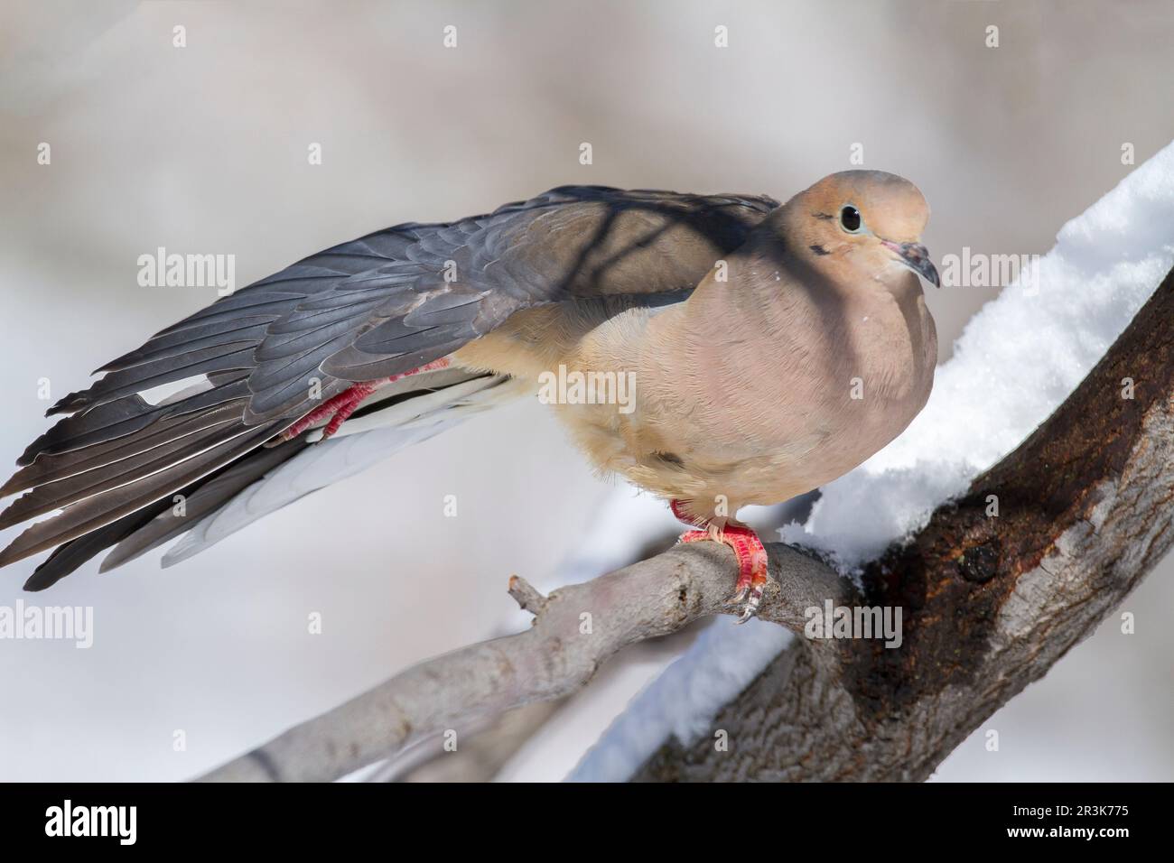 Mourning Dove (Zenaida macroura) on a snowy branch and stretching a ...