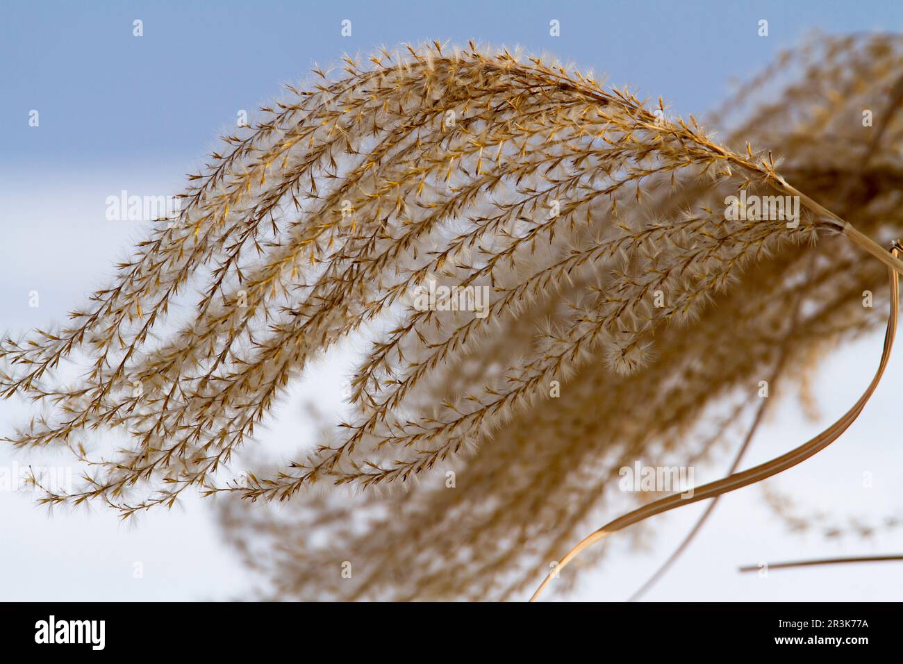 Vegetation on a snowy background. Montreal Botanical Garden. Quebec ...