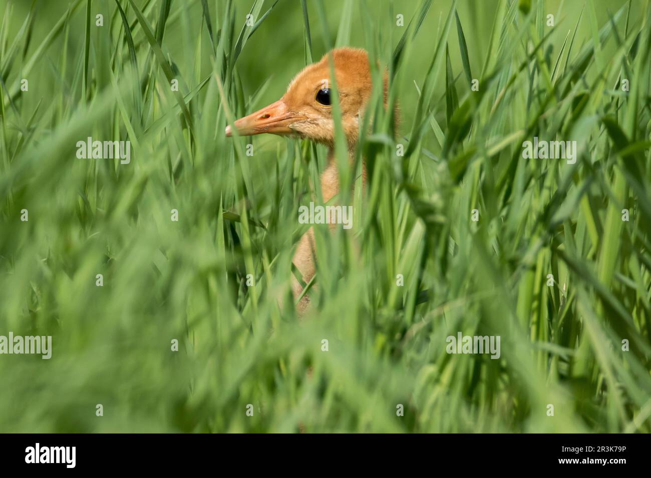 Sandhill crane (Antigone canadensis) Young crane advancing in a field ...