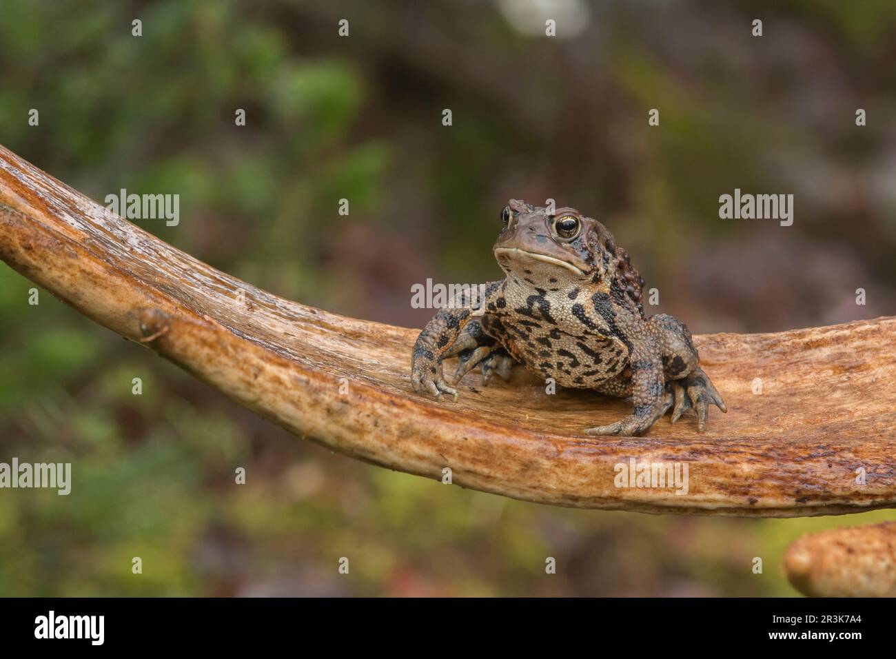 American Toad (Anaxyrus americanus) warming itself on a fallen antlers ...