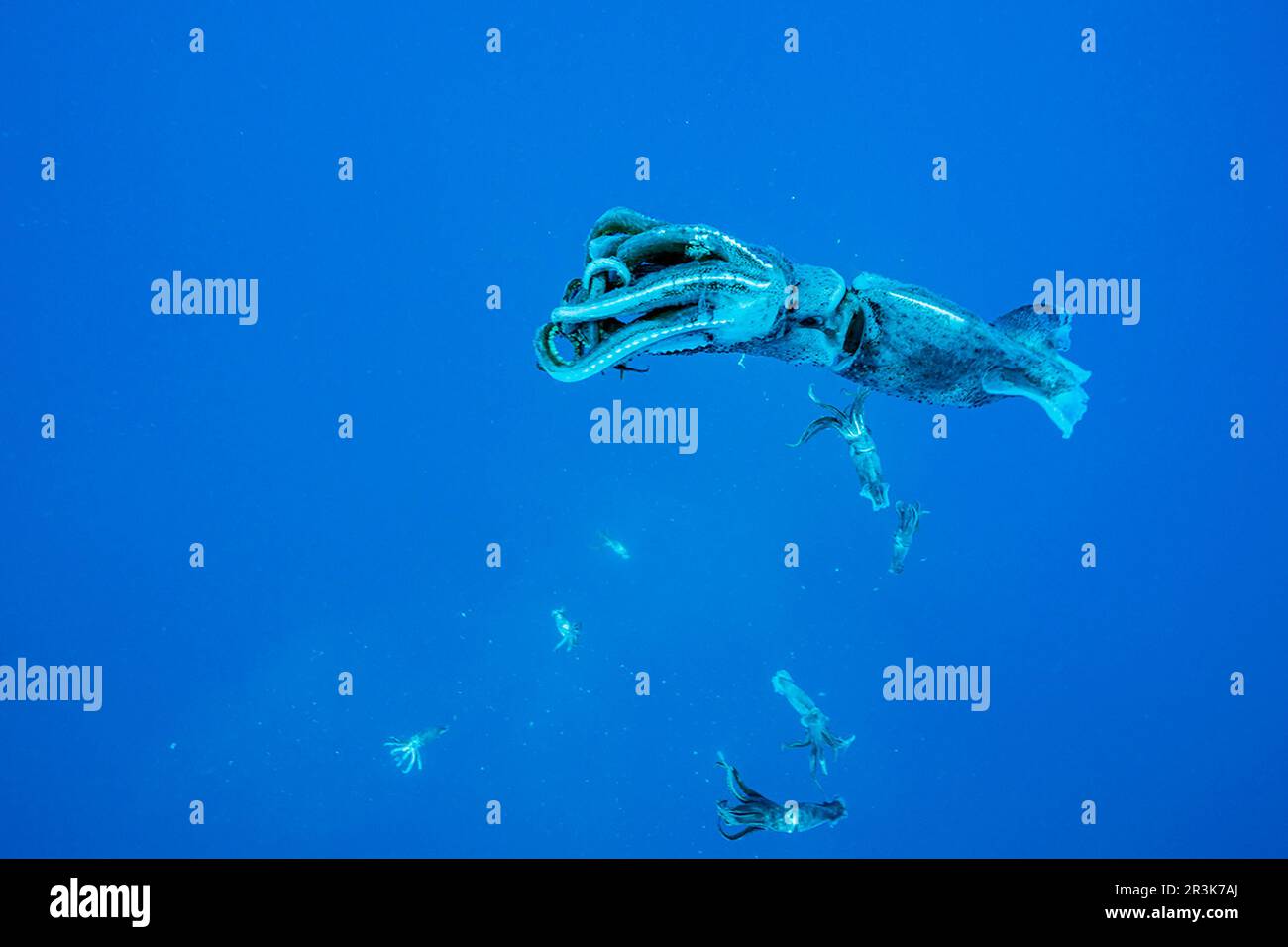 Squids regurgitated by a Short-finned pilot whale (Globicephala ...