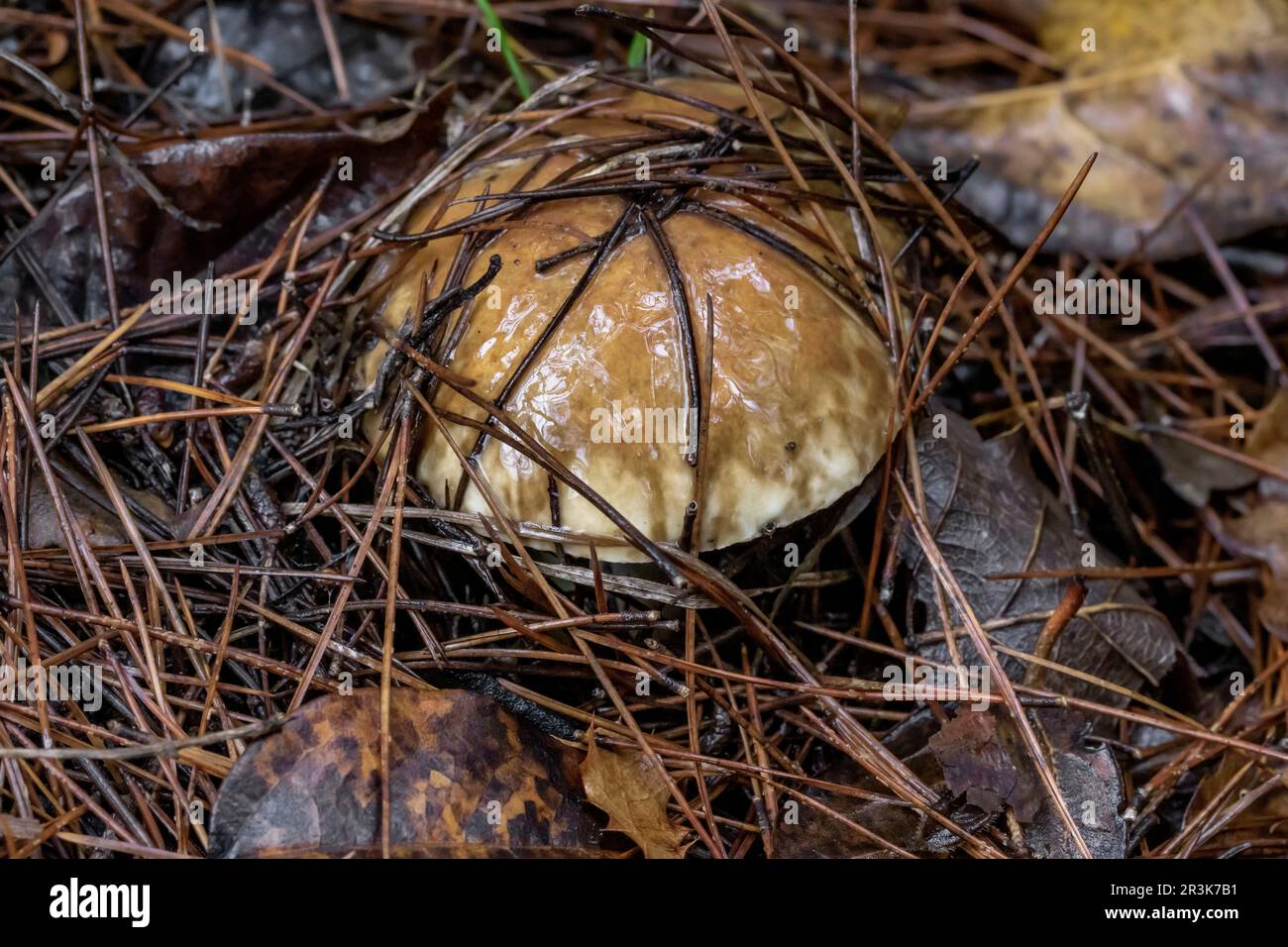 Bolete suillus sp hi-res stock photography and images - Alamy