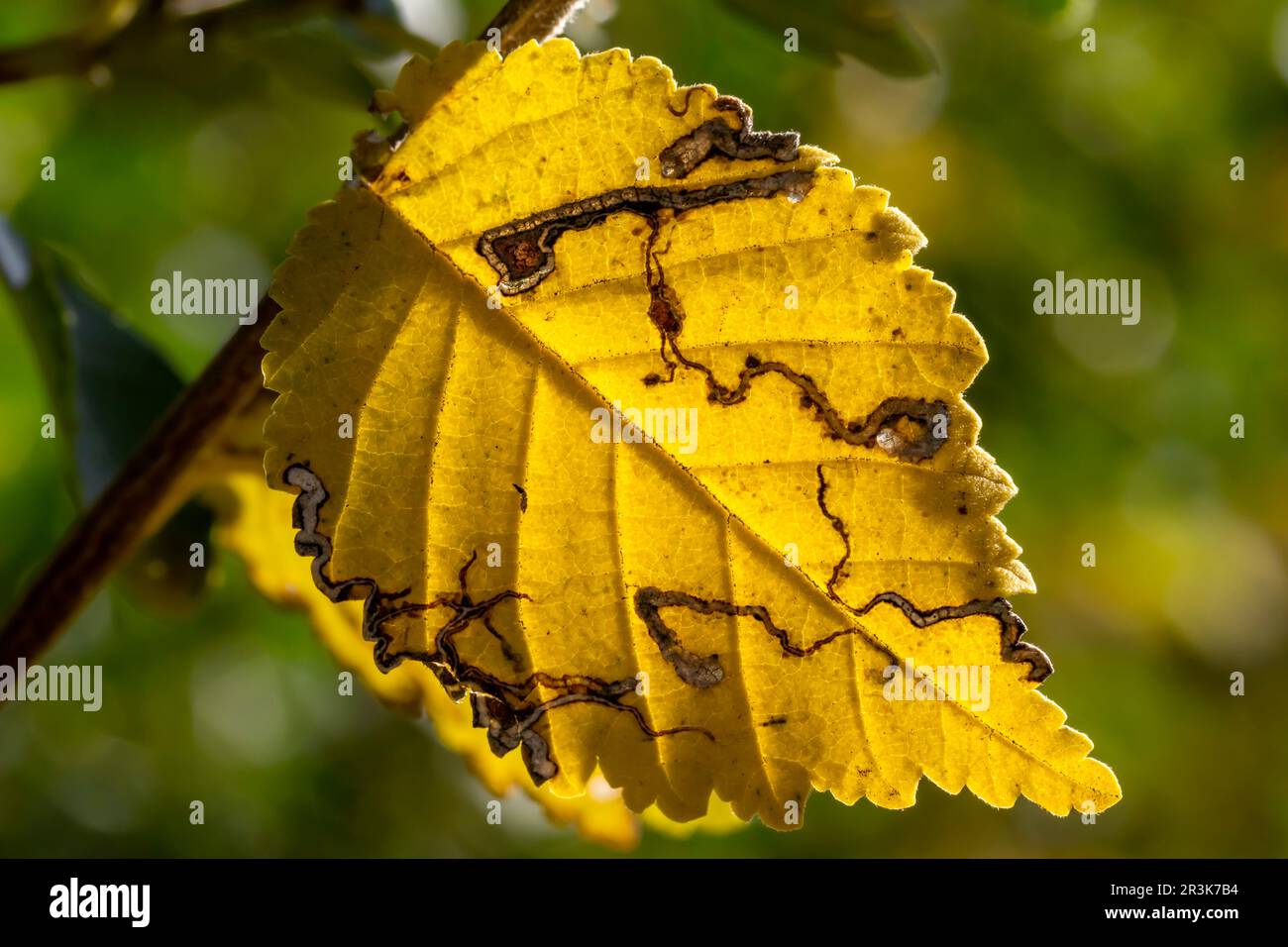 Elm (Ulmus sp.) leaf with serpentine mine of Leaf-mining moth, Gard ...