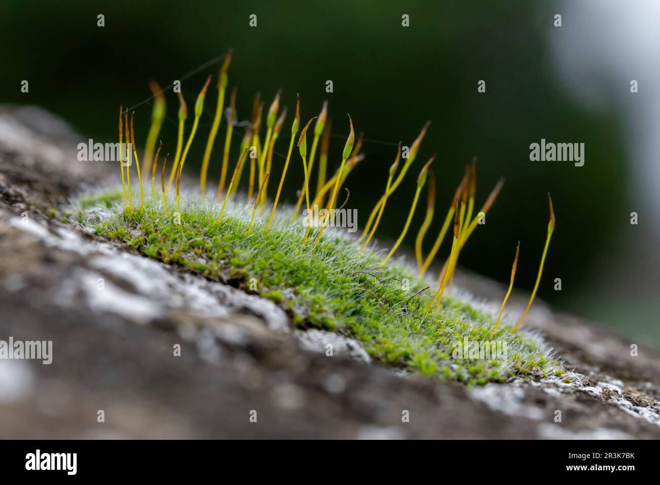 Syntrichia muralis hi-res stock photography and images - Alamy