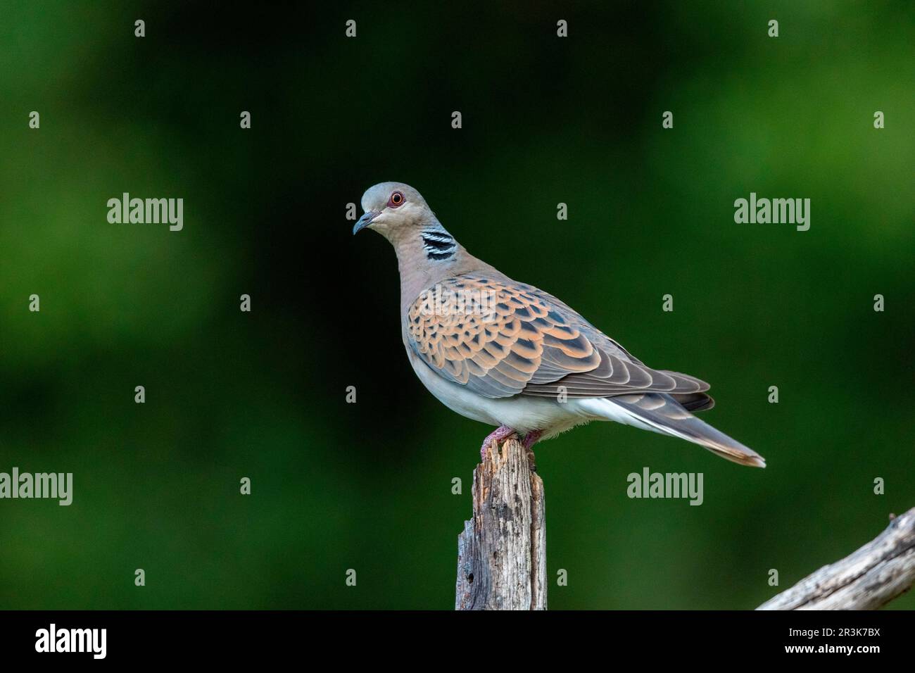 European turtle dove (Streptopelia turtur) , perched on a branch in an ...