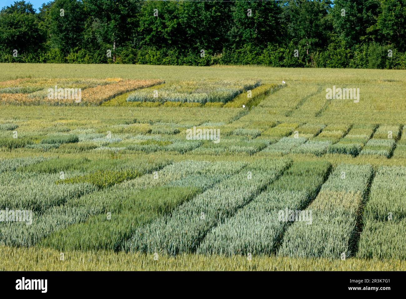 Wheat crop trial at INRAE RENNES (National Research Institute for ...