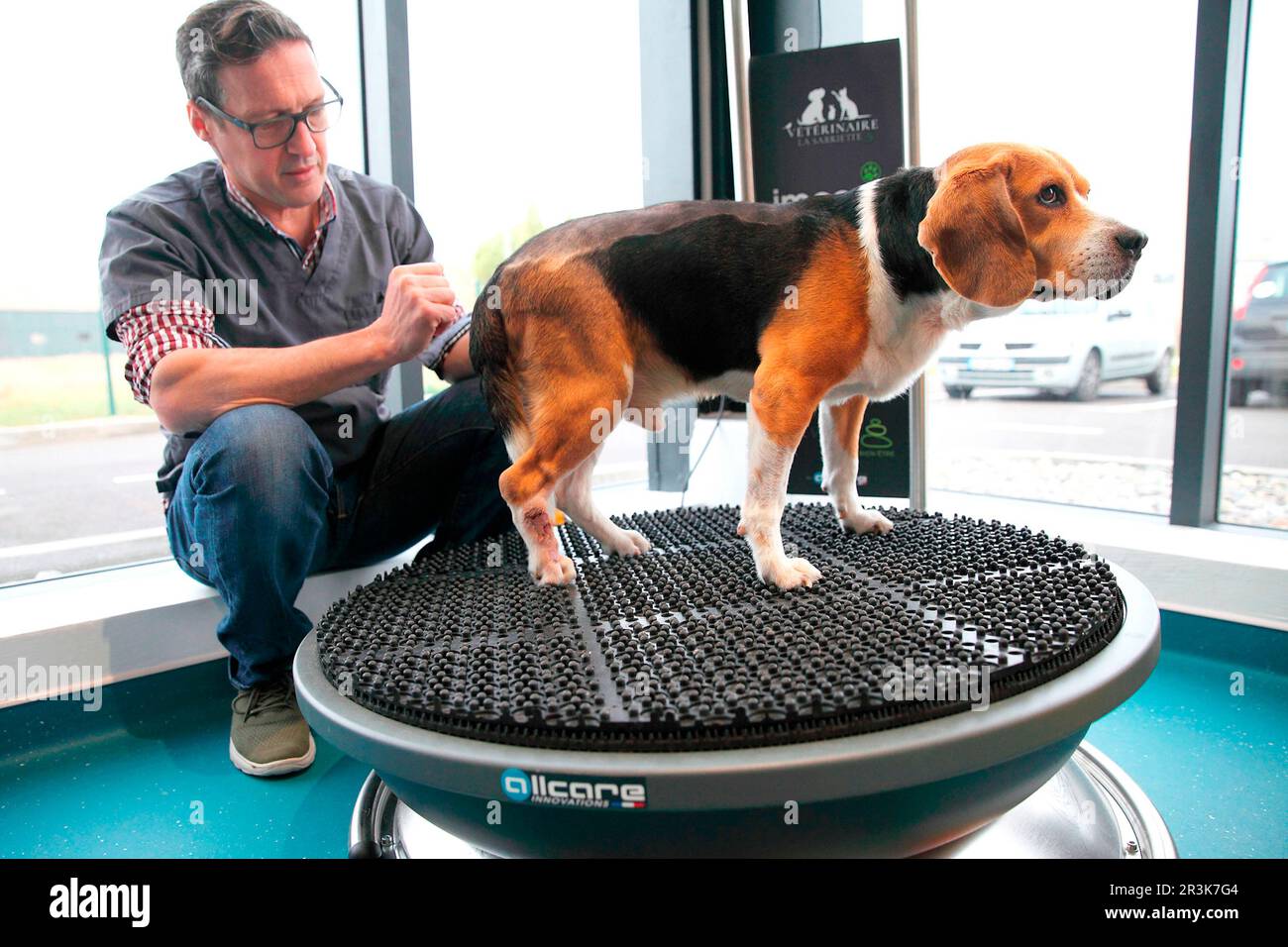 Veterinarian handling a beagle dog on a destabilization platform for ...