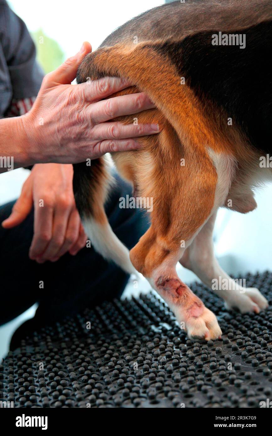 Veterinarian handling a beagle dog on a destabilization platform for ...