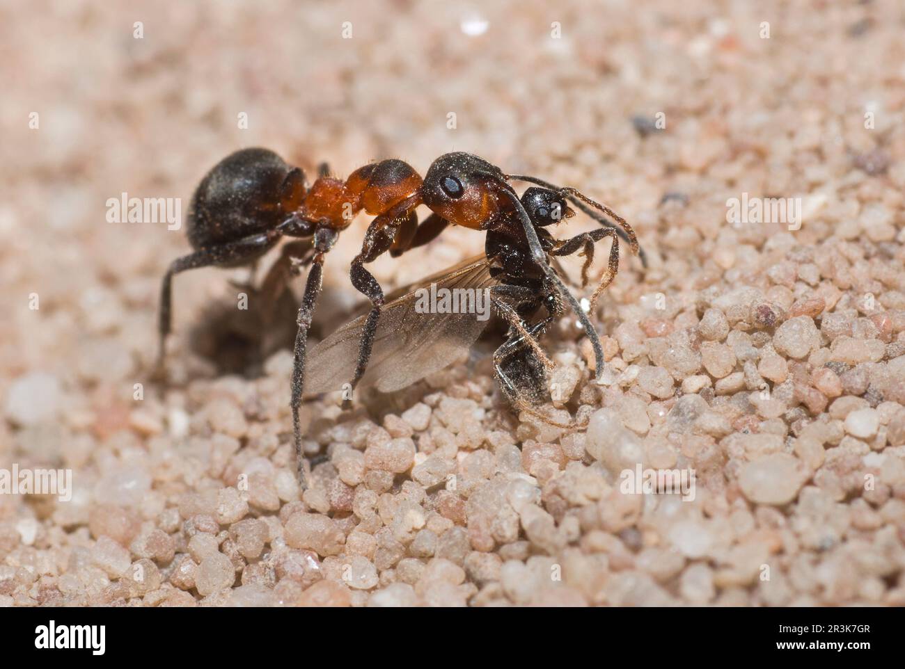 Black-backed meadow ant (Formica pratensis) capturing a winged ant ...