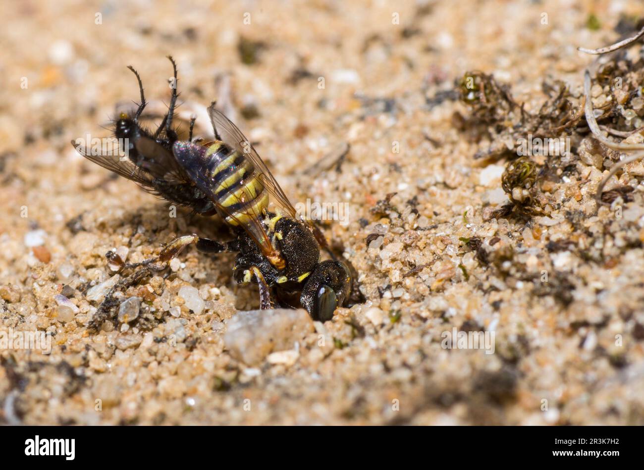 Digger wasp (Oxybelus haemorrhoidalis) female catching a fly in her ...