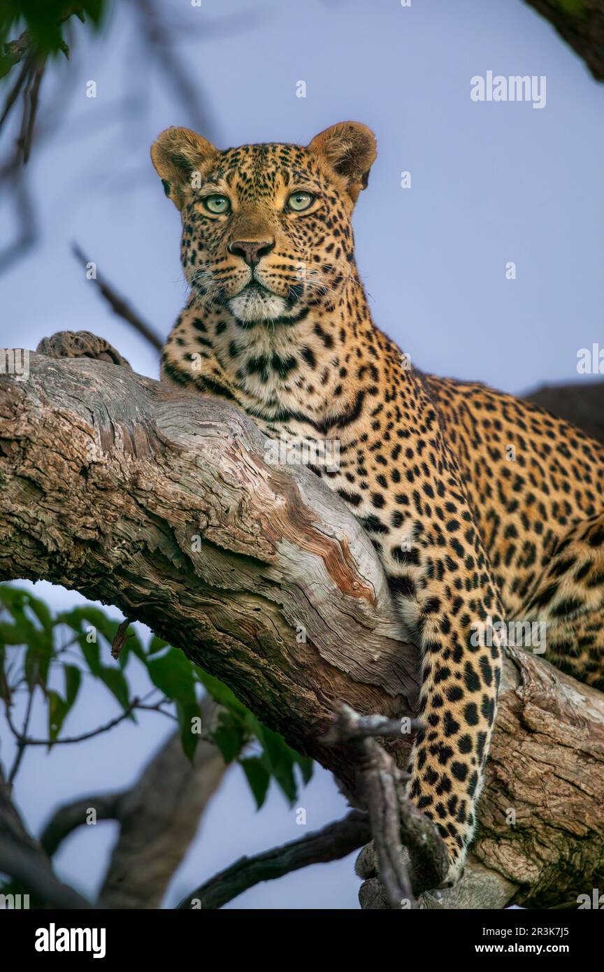 A leopard (Panthera pardus) with beautiful green eyes resting in a tree ...