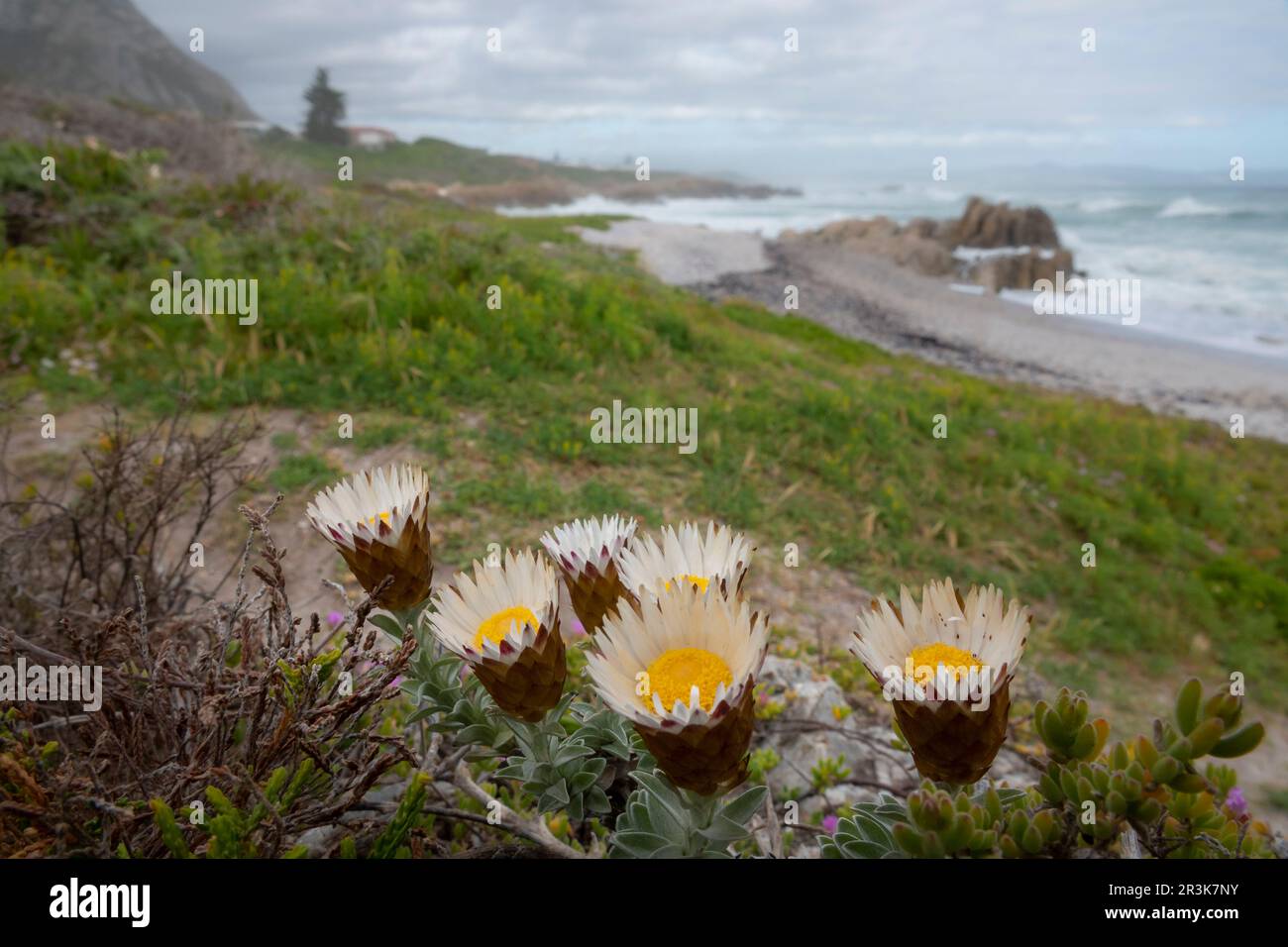Strawflower or strooiblom everlasting (Helichrysum retortum) flower ...