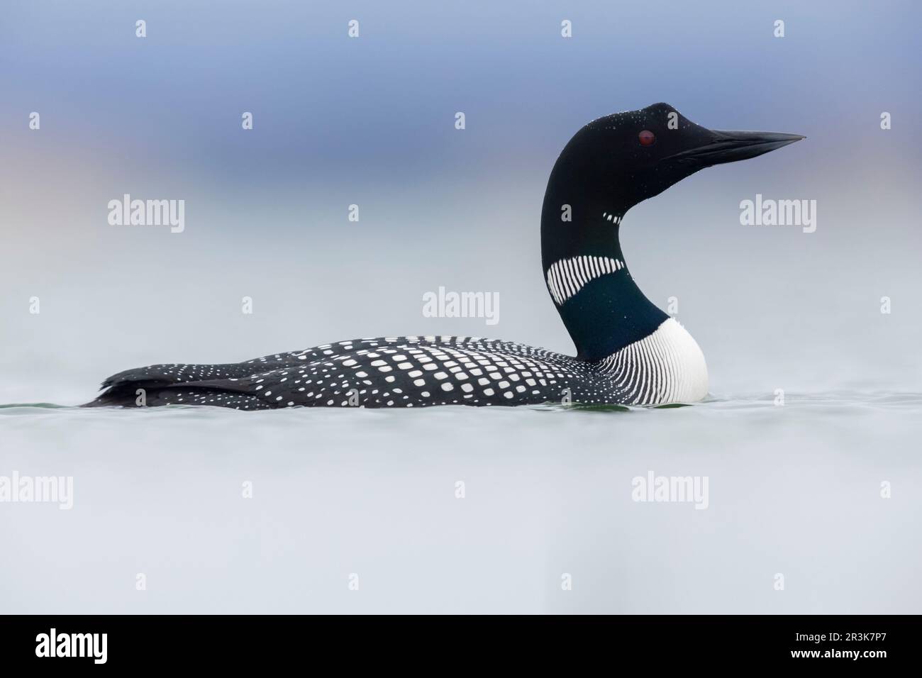 Great Northern Loon (Gavia immer), side view of an adult in the water ...