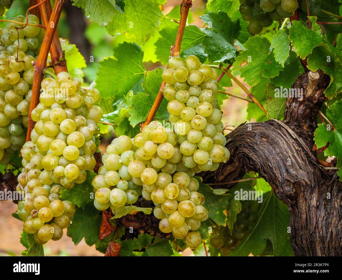Bunches of grapes hanging on rrape vines growing in the Overberg ...