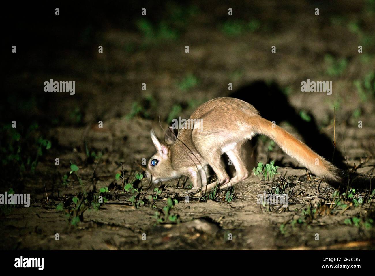 Springhare (Pedetes capensis) by night, Bomani Concession, Hwange, NP ...