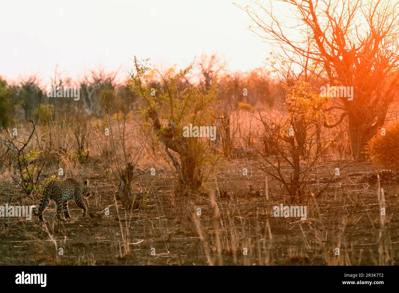 African Leopard (Panthera pardus pardus) 2 year old leopard mimic in ...