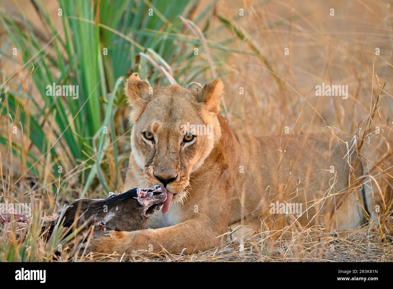 Lion (Panthera leo), lioness eating prey, Hwange, NP, Zimbabwe Stock ...