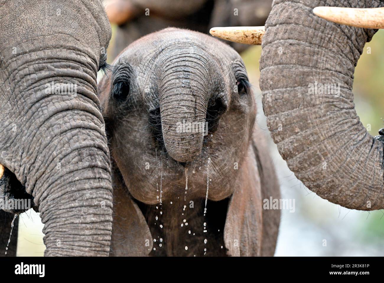 African bush elephant (Loxodonta africana), Baby elephant drinking, Hwange, NP, Zimbabwe Stock ...