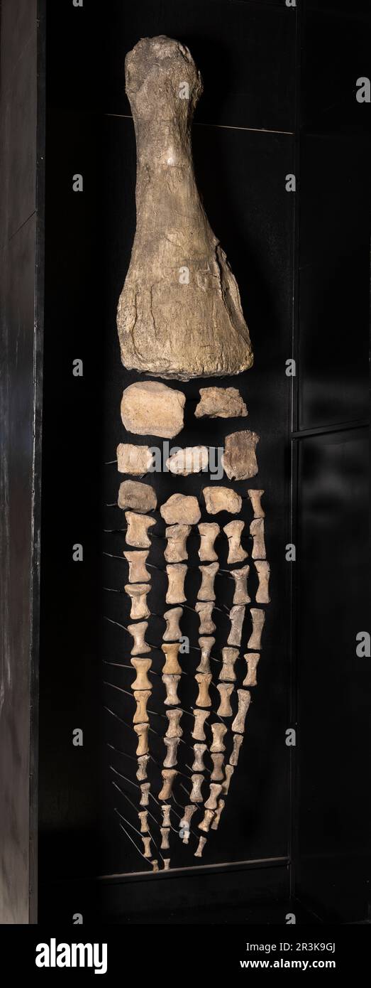 Swimming paddle of Pliosaurus sp. Kimmeridgian (155 million years ...